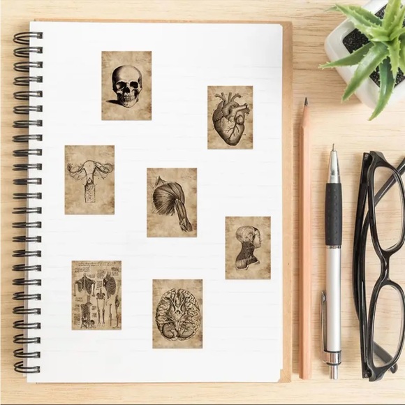 Holiday | Set Of 56 Halloween Anatomy Skeleton Stickers Organs Body ...